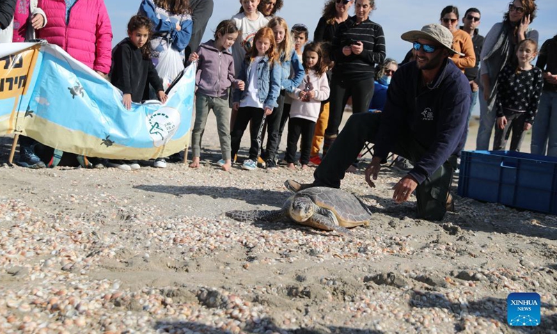Sea turtles released back to sea near Haifa, Israel - Global Times