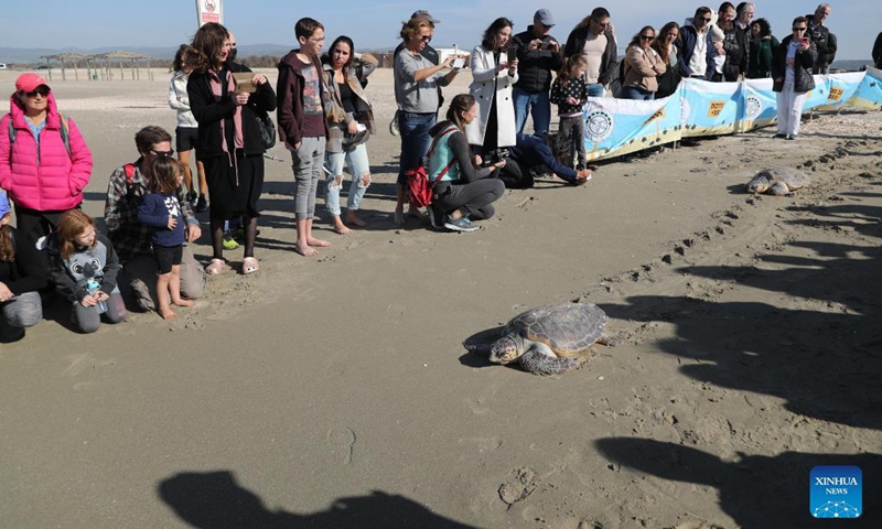 Sea turtles released back to sea near Haifa, Israel - Global Times