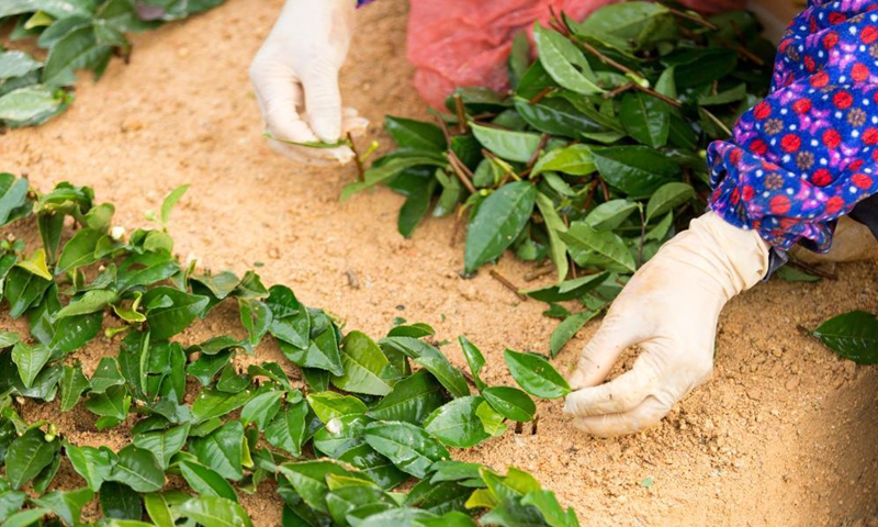 Villagers plant tea seedlings in Ningde, Fujian - Global Times
