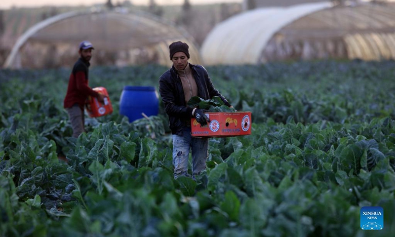 Farmers harvest cauliflowers in Amman, Jordan - Global Times