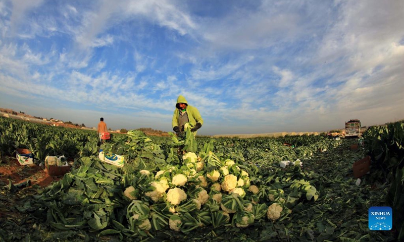 Farmers harvest cauliflowers in Amman, Jordan - Global Times