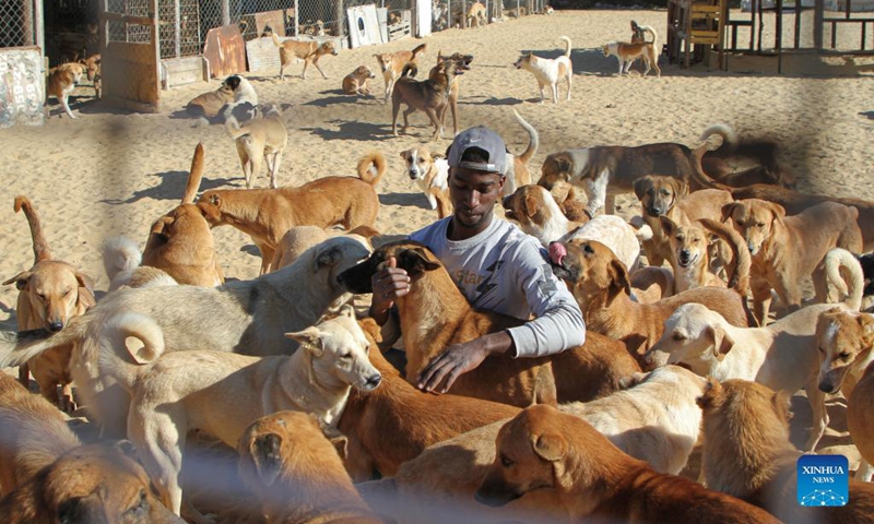 Shelter center for stray dogs in Gaza City - Global Times