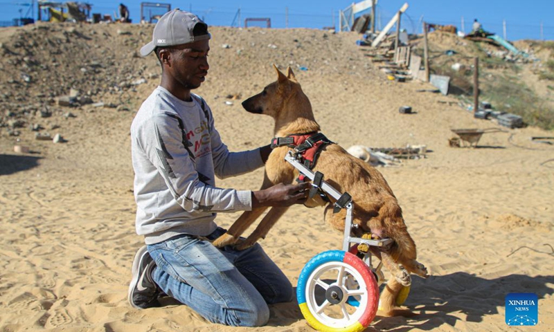 Shelter center for stray dogs in Gaza City - Global Times