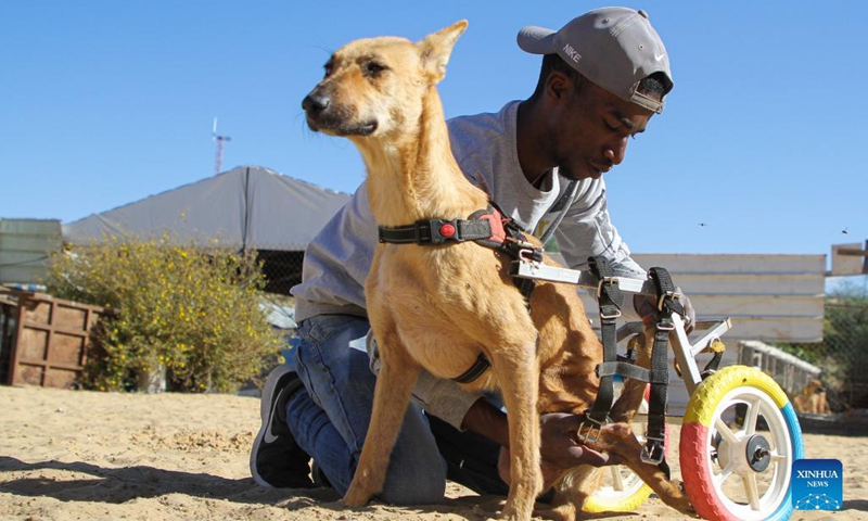 Shelter center for stray dogs in Gaza City - Global Times