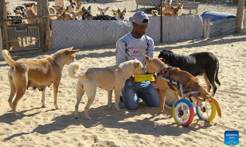 Shelter center for stray dogs in Gaza City - Global Times