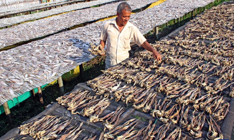 Fish drying in Chattogram, Bangladesh - Global Times