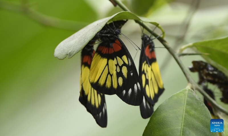 Red-spot jezebel butterflies in India - Global Times