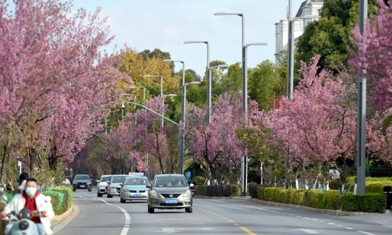 Winter cherry blossoms add bright touch to Kunming - Global Times