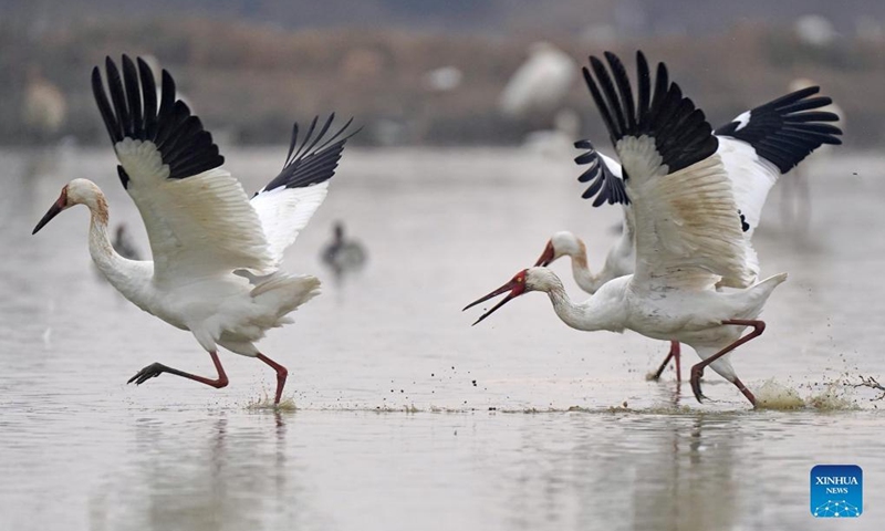 White cranes seen in Nanchang, east China - Global Times