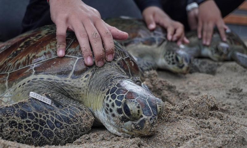 Indonesia releases 33 endangered green sea turtles - Global Times