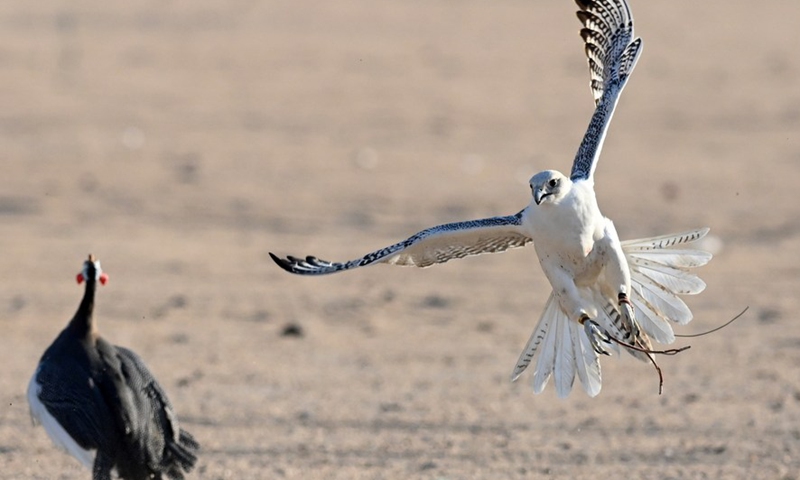 Falcon hunting show in Kuwaiti desert - Global Times