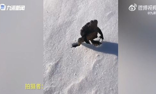 Toad frozen into 'sculpture' when hopping on ice - Global Times
