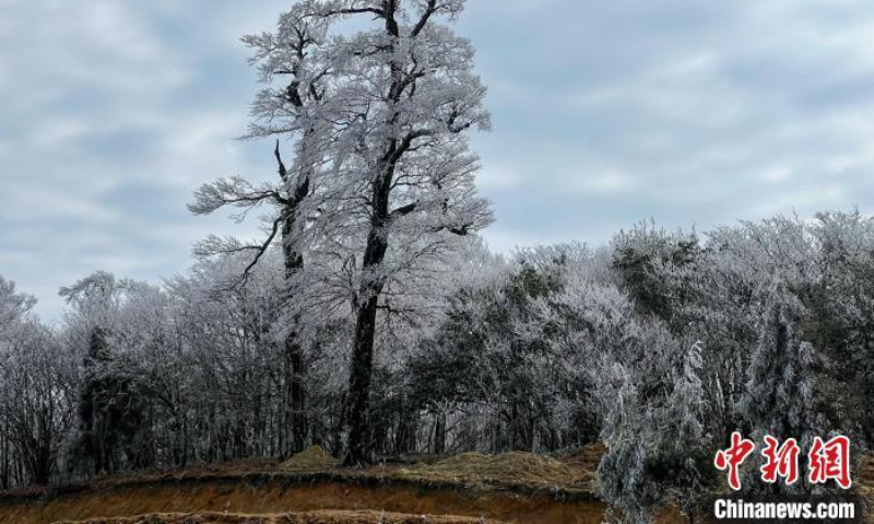 Snow and rime put colors on mountain in N Guangxi - Global Times
