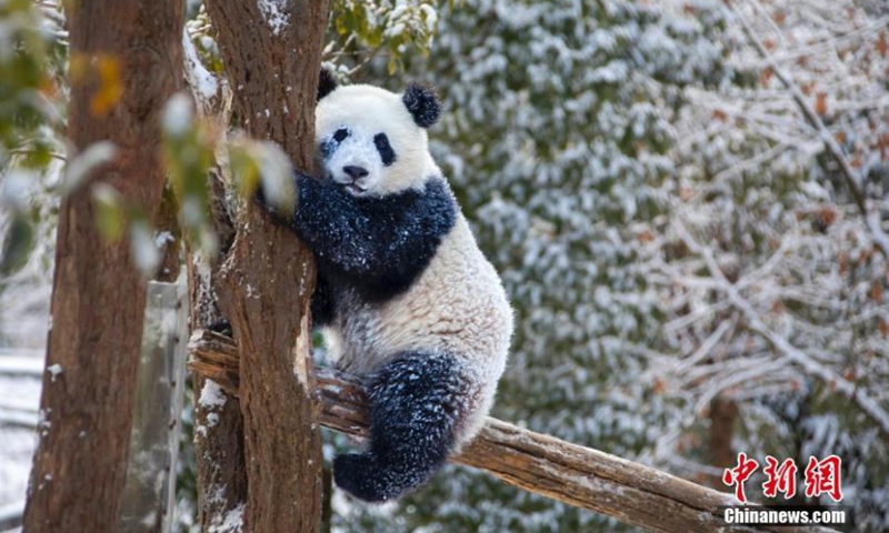 Pandas enjoy themselves in snow in China’s Sichuan - Global Times