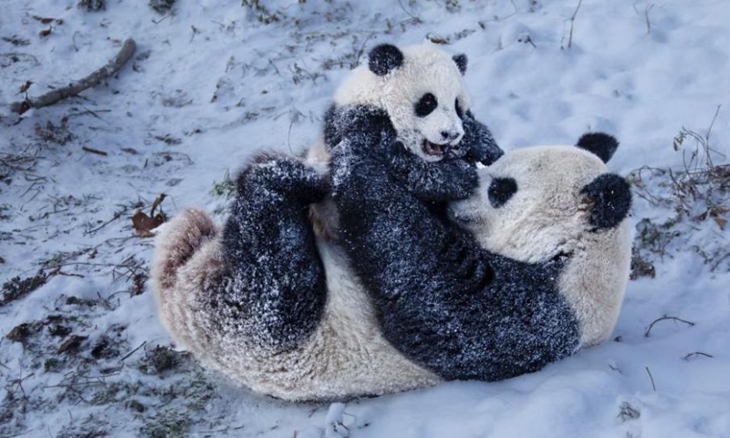 Panda In Snow Scenes