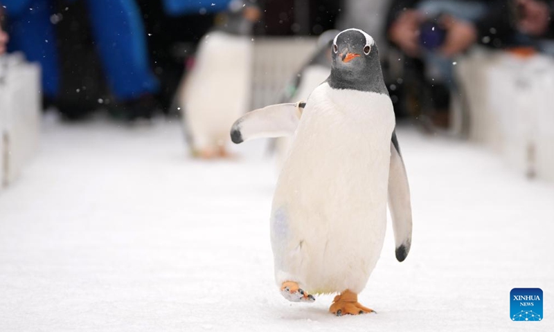 People view penguins in Harbin, NE China - Global Times