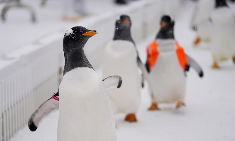People view penguins in Harbin, NE China - Global Times