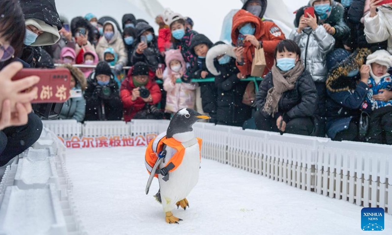 People view penguins in Harbin, NE China - Global Times