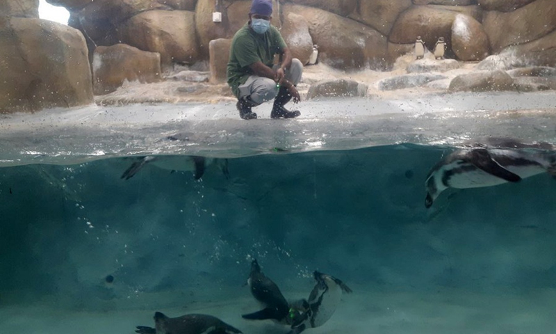 Mumbai Zoo welcomes baby tiger, cute penguins - Global Times