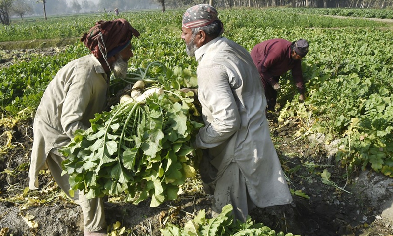 Farmers harvest radishes in Pakistan's Peshawar - Global Times