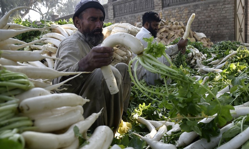 Farmers harvest radishes in Pakistan's Peshawar - Global Times