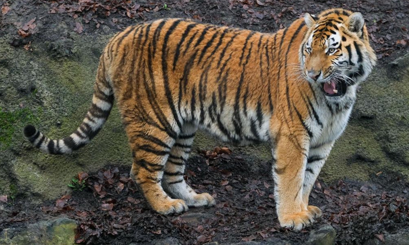 Tigers at Pairi Daiza zoo in Brugelette, Belgium - Global Times