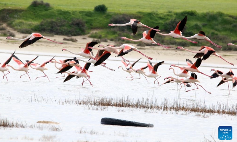 Flamingos seen in Larnaca Salt Lake, Cyprus - Global Times