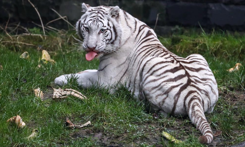 Tigers at Pairi Daiza zoo in Brugelette, Belgium - Global Times