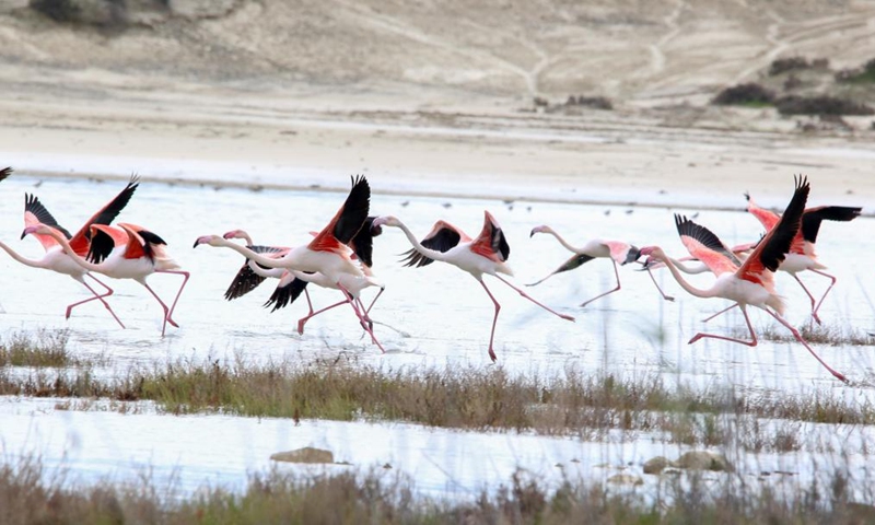 Flamingos seen in Larnaca Salt Lake, Cyprus - Global Times