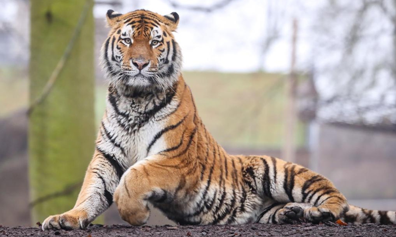 Tigers at Pairi Daiza zoo in Brugelette, Belgium - Global Times