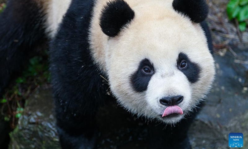 Giant pandas seen at Pairi Daiza zoo in Brugelette, Belgium - Global Times