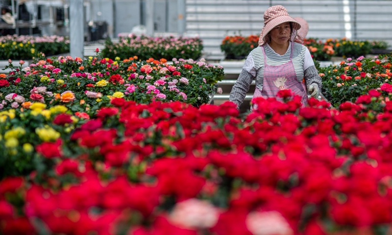 China's Yunnan Province sees blooming flower export in 2021 - Global Times