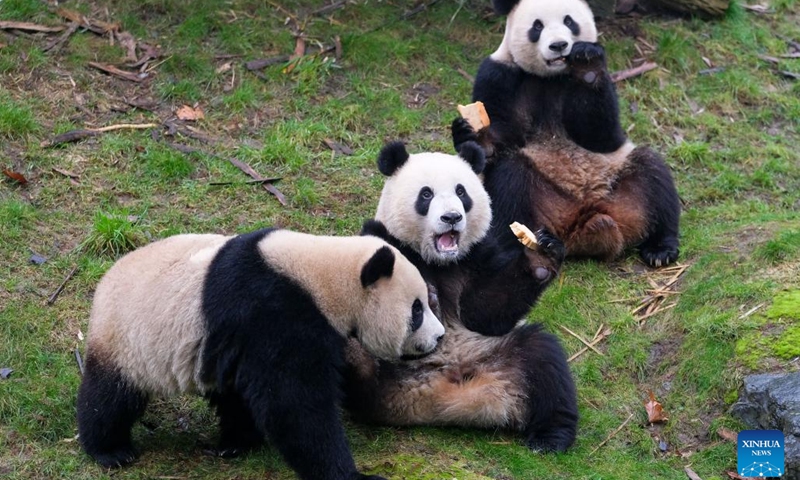 Giant pandas seen at Pairi Daiza zoo in Brugelette, Belgium - Global Times