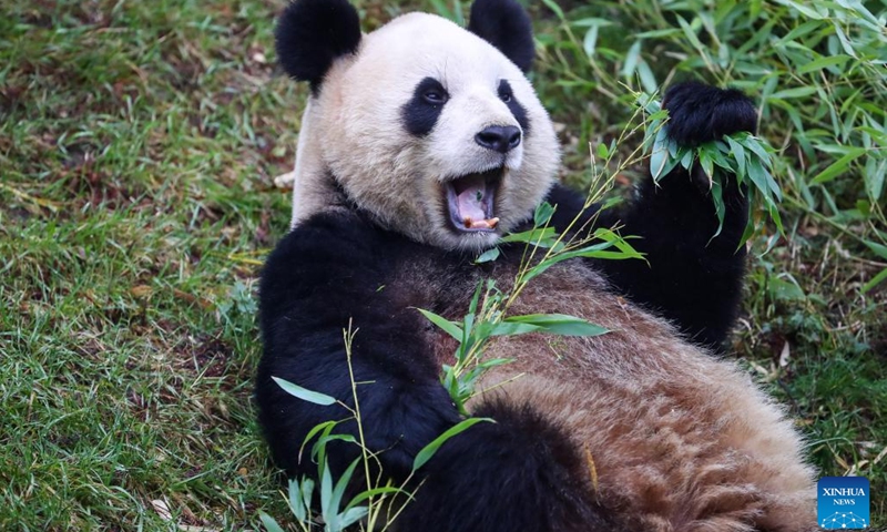 Giant pandas seen at Pairi Daiza zoo in Brugelette, Belgium - Global Times