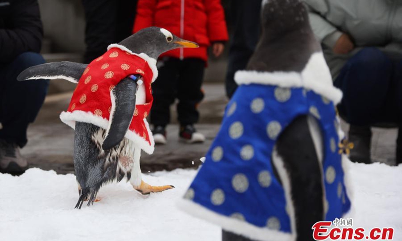 Gentoo penguins enjoy skating in E China's Nanjing - Global Times