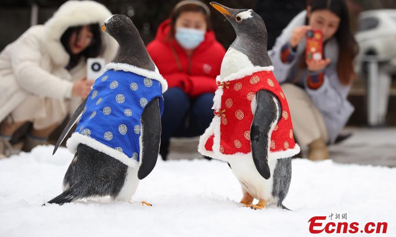 Gentoo penguins enjoy skating in E China's Nanjing - Global Times
