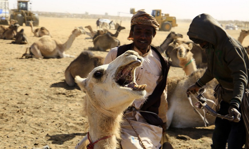 Mideast in Pictures: Transferring camels is challenging! - Global Times