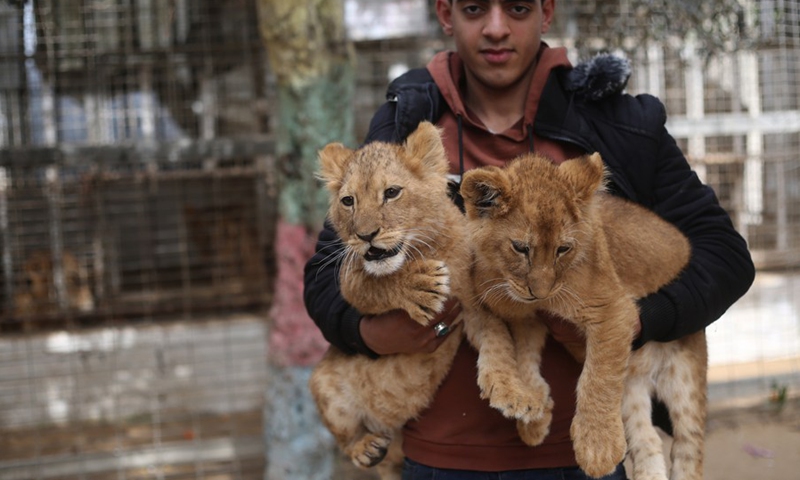Cute baby lions in Gaza zoo - Global Times