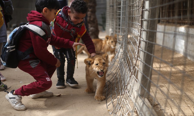 Cute baby lions in Gaza zoo - Global Times