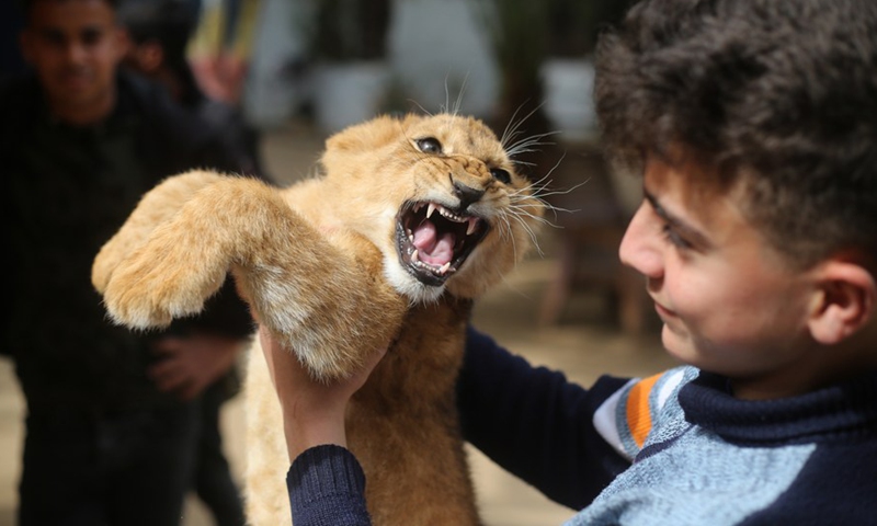 Cute baby lions in Gaza zoo - Global Times