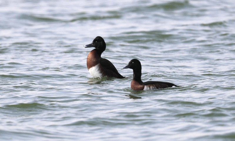 Critically endangered wild ducks spotted in east China - Global Times