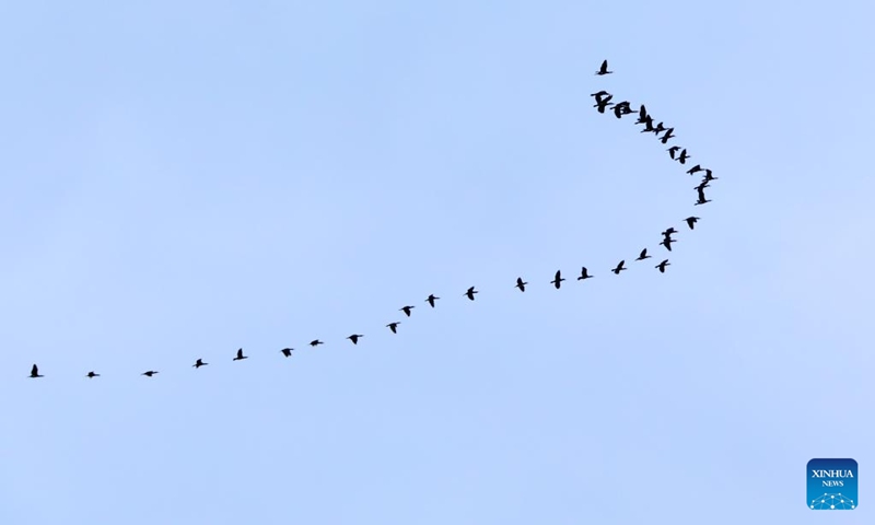 Migrant birds seen at national nature reserve in SW China - Global Times