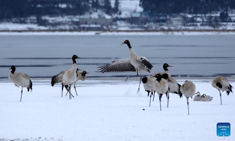 Migrant birds seen at national nature reserve in SW China - Global Times