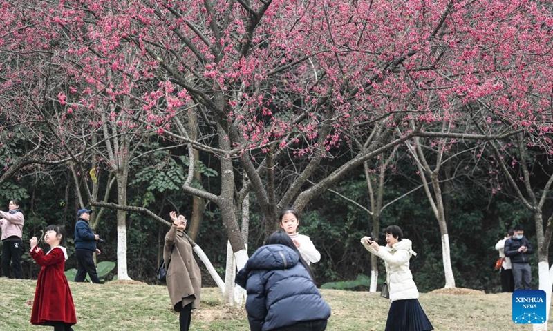 A glimpse of cherry flowers in south China's Guangxi - Global Times