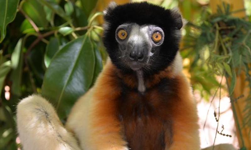 World Wildlife Day observed to raise awareness on world's wild animals ...