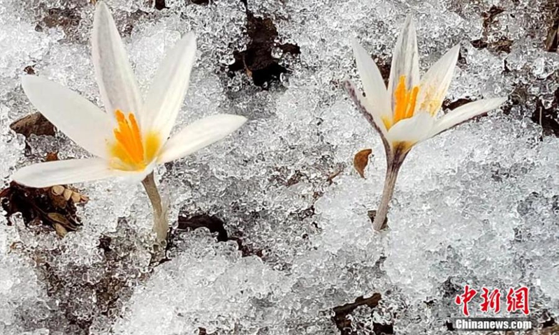 Wild lilies in full bloom as snow melts in Xinjiang - Global Times