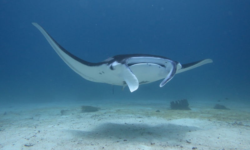 Frequent turbulent mixing revealed in equatorial Pacific Ocean - Global ...