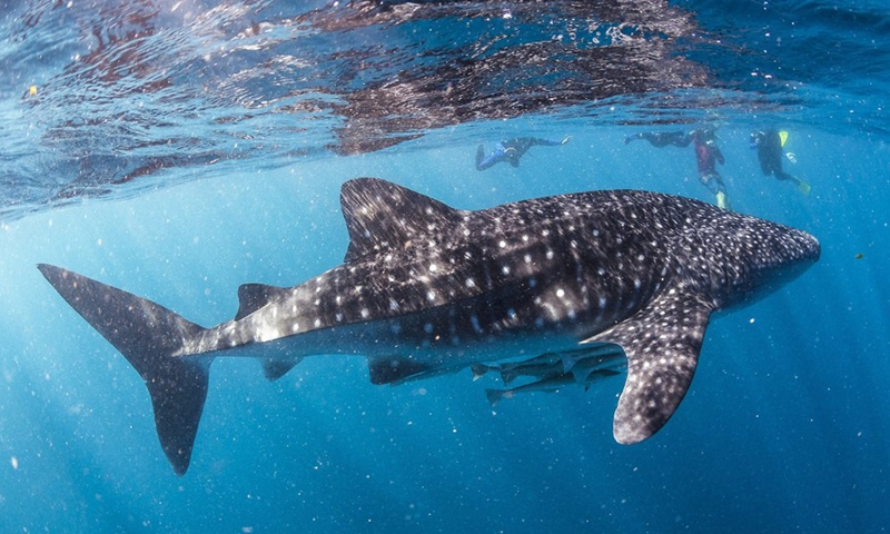 Australian researchers prove sharks too need good night's sleep ...