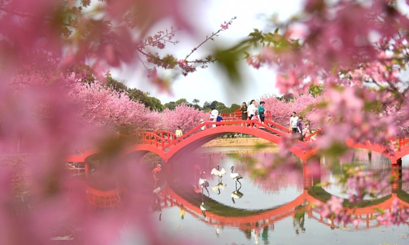 Tourists enjoy cherry blossoms in Changning, Hunan - Global Times
