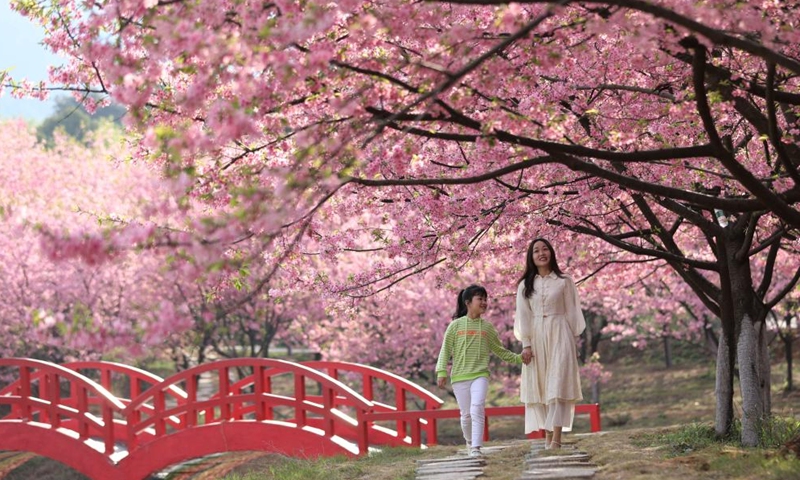 Tourists enjoy cherry blossoms in Changning, Hunan - Global Times